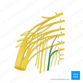 Pudendal nerve: origin, course and function | Kenhub
