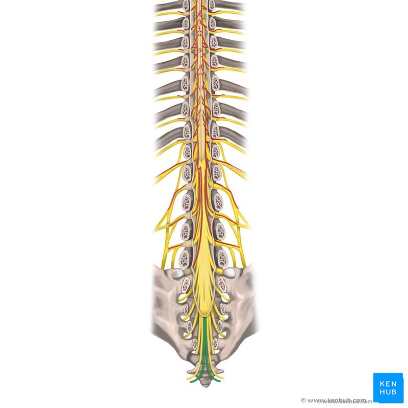 coccygeal cornua function