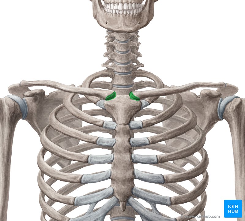 Sternoclavicular joint: Bones, ligaments, movements | Kenhub