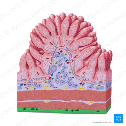 Serosa Anatomie Histologie Und Funktion Kenhub