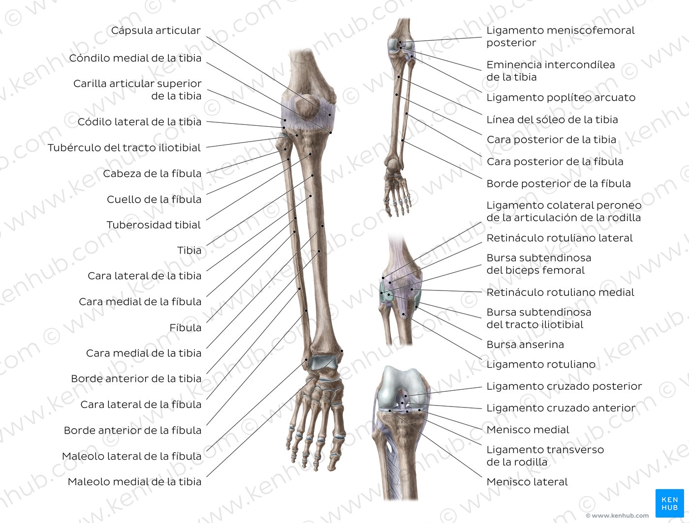 Tibia: Anatomía y notas clínicas | Kenhub