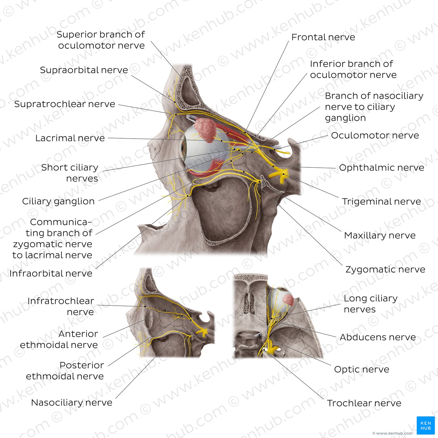 Blood vessels and nerves of the eye: Anatomy | Kenhub