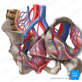 Obturator externus: Origin, insertion, innervation,action | Kenhub