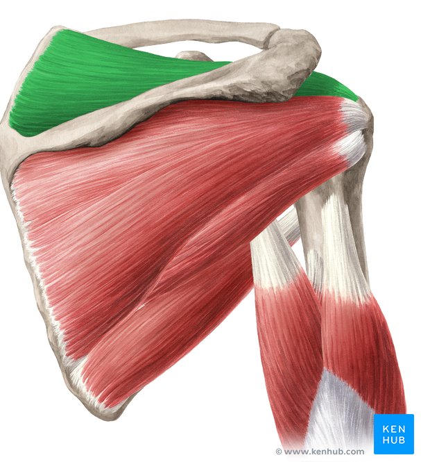 Musculus supraspinatus: Anatomie, Innervation, Funktion | Kenhub