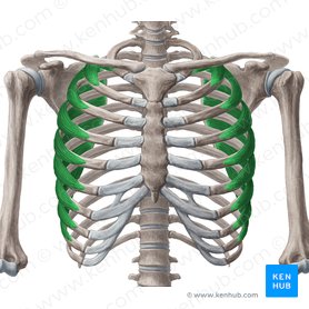 Nervus thoracicus longus - Anatomie und Klinik | Kenhub