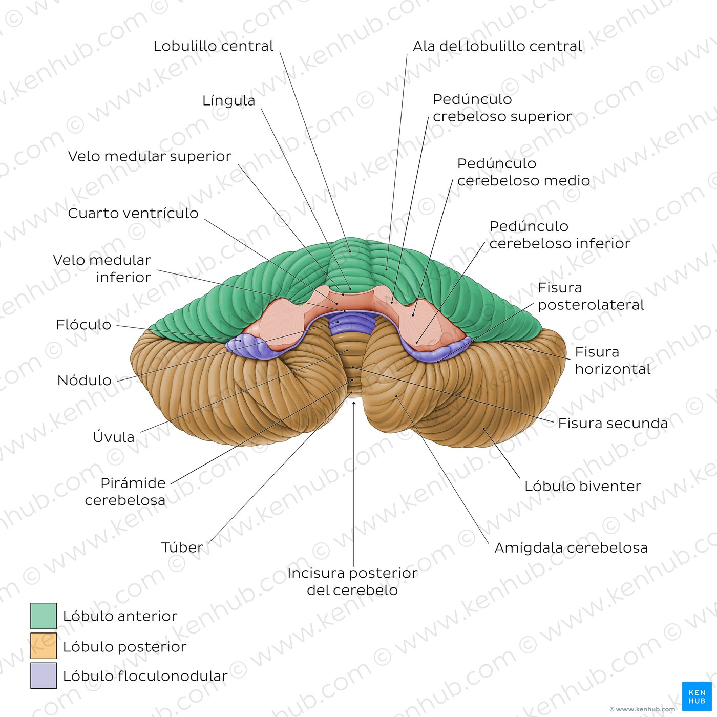 Cerebelo y tronco encefálico: Anatomía y funciones | Kenhub