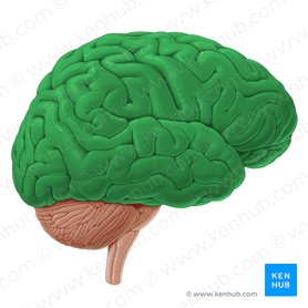 Lateral view of the brain: Anatomy and functions | Kenhub