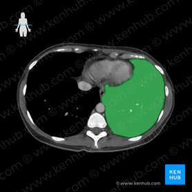 Lung: Anatomy, blood supply, innervation, functions | Kenhub