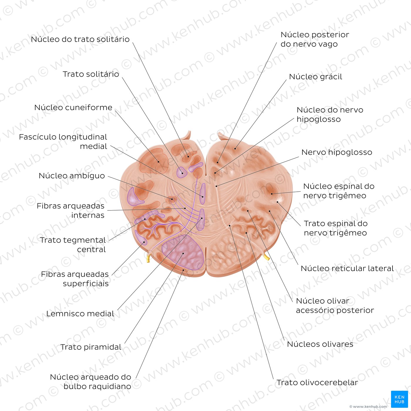 Tronco Encefálico Definição Anatomia Partes Função Kenhub