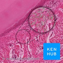 Sharpey's fibers: Location and function | Kenhub