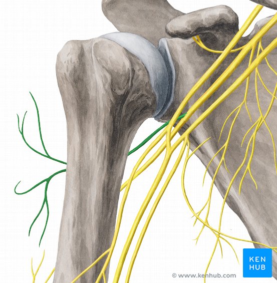 Nervus axillaris: Verlauf, Äste, Funktion und Läsion | Kenhub