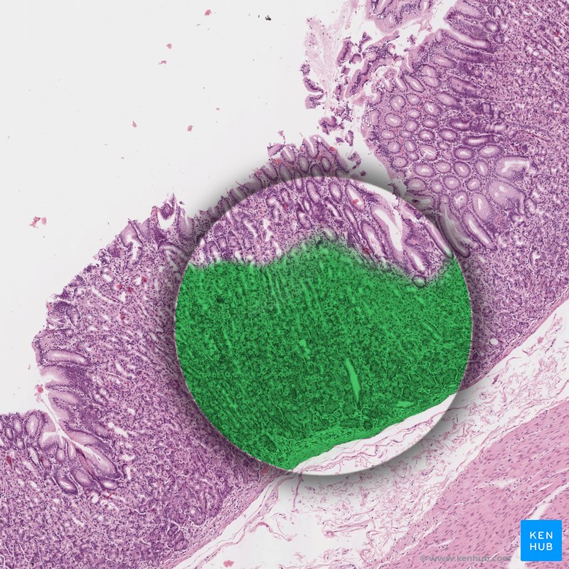 Waldeyer-Rachenring: Anatomie, Aufbau, Funktion | Kenhub