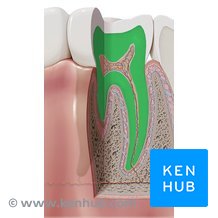 Dentin: Anatomy and function | Kenhub