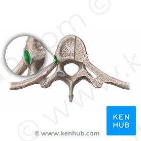 Brustwirbelsäule (BWS) - Anatomie, Gelenke & Hyperkyphose | Kenhub