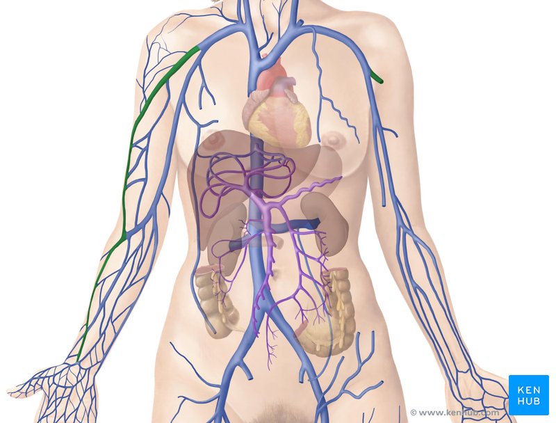 Anatomía De La Vena Braquiocefálica Anatomía Radiológica Del