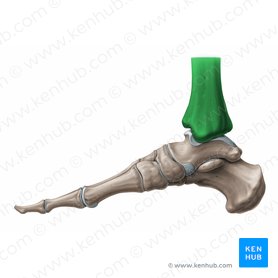 Tibia: Anatomy and clinical notes | Kenhub