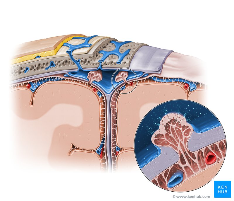 arachnoid trabeculae function