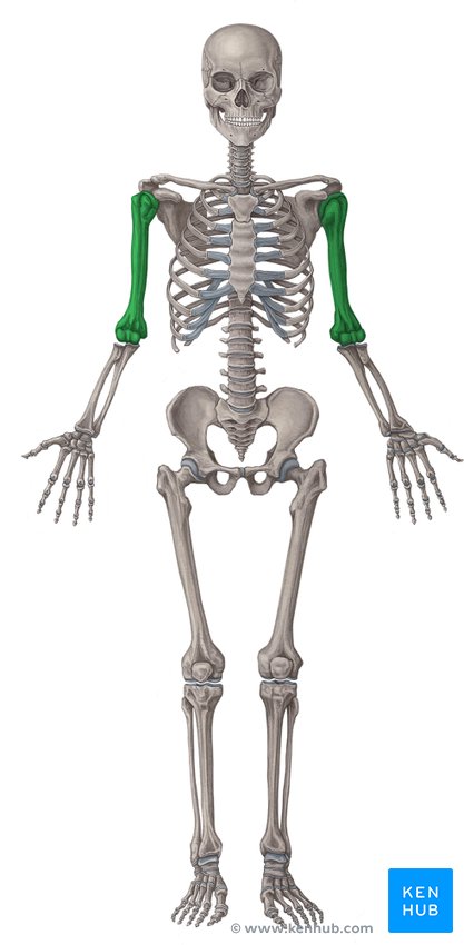 Humerus (Oberarmknochen) - Anatomie, Aufbau und Klinik | Kenhub