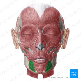 Facial muscles: Anatomy, function and clinical cases | Kenhub