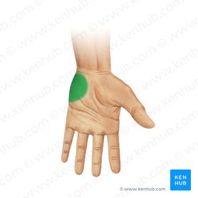 Hypothenar eminence: Anatomical structure | Kenhub