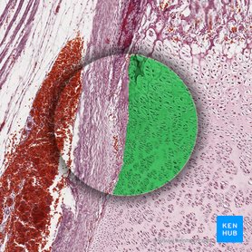 Cartílago hialino: Características histológicas y células | Kenhub