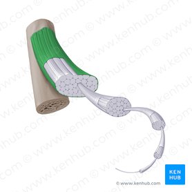 Tendon: Anatomical structure and function | Kenhub