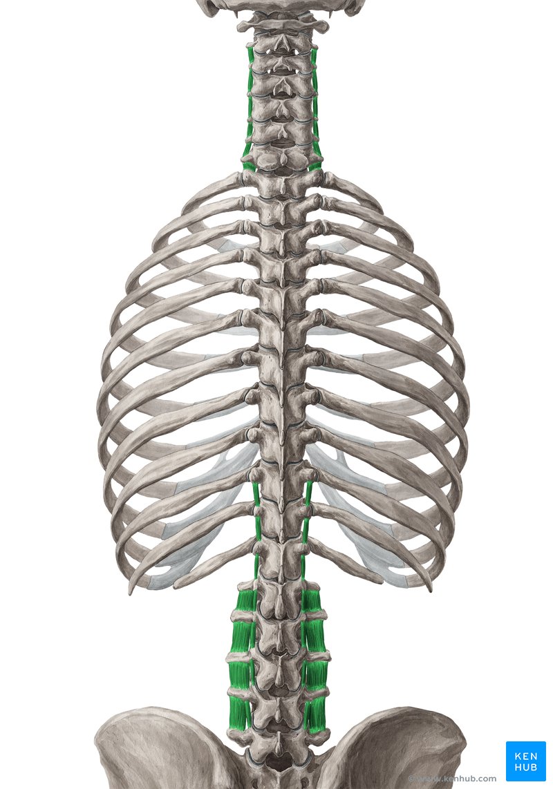 Musculi intertransversarii - Anatomie & Funktion | Kenhub