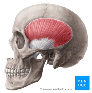 Temporalis: Origin, insertion, innervation, function | Kenhub