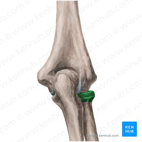 Head of radius: Anatomy and function | Kenhub