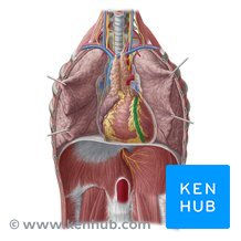 interventricular sulcus function