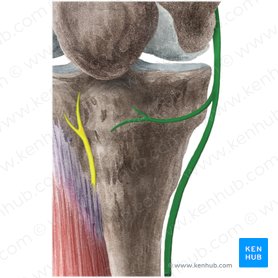 Saphenous nerve: origin, course and function | Kenhub