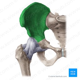 Pelve - Anatomia, ossos, ligamentos | Kenhub
