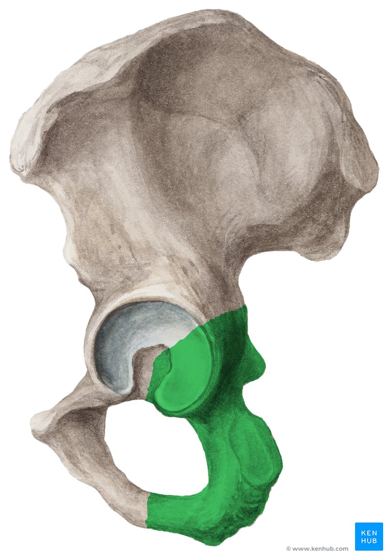 Isquion: Anatomía, estructura y partes principales | Kenhub