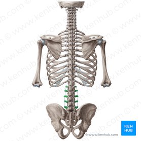 Intertransversarii lumborum: Anatomy,innervation,function | Kenhub