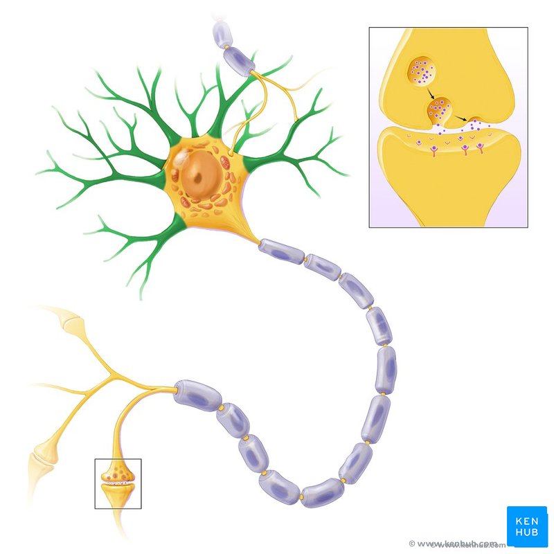 Dendritas: estructura y función | Kenhub