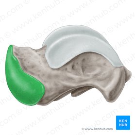 Transverse tarsal joint: Bones, ligaments, movements | Kenhub