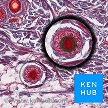 Hair cuticle: Anatomy and function | Kenhub