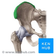 Iliac crest: location, anatomy and function | Kenhub