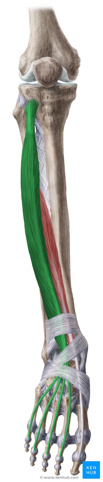 Extensor longo dos dedos: origem, inserção, ação | Kenhub