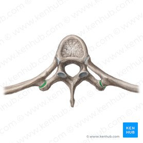 Costovertebral and costotransverse joints: Anatomy | Kenhub