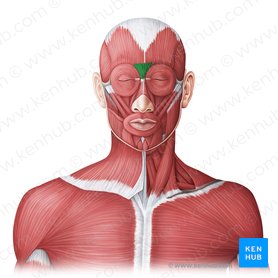 Musculus procerus - Anatomie & Funktion | Kenhub