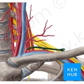 Subclavius muscle: Anatomy, innervation and function | Kenhub
