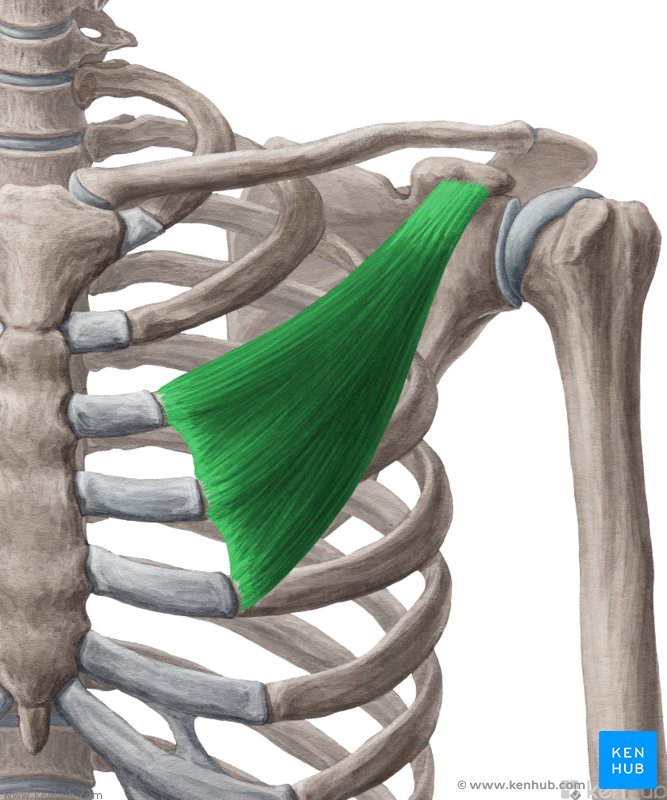 Muscle petit pectoral : origine, insertion et action | Kenhub