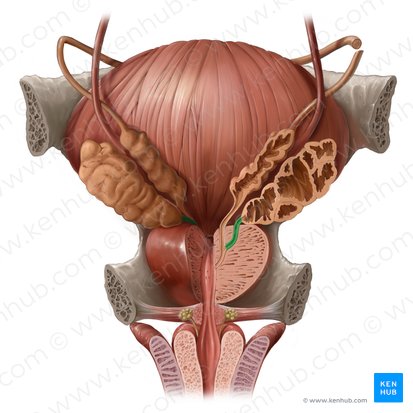 Seminal vesicles: anatomy, structure and function | Kenhub