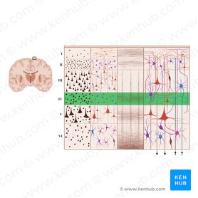 Cerebral cortex cytoarchitecture and layers | Kenhub