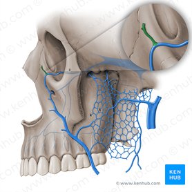 Vena facialis (Gesichtsvene) - Anatomie und Klinik | Kenhub