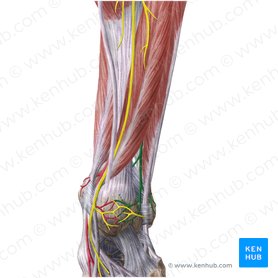 Fibular (peroneal) artery: Anatomy, branches, supply | Kenhub
