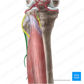 Common fibular (peroneal) nerve: origin, course, function | Kenhub