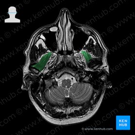 Lateral pterygoid: Origin, insertion and function | Kenhub