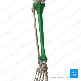 Tibialis posterior: Origins, insertions and actions | Kenhub